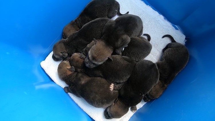 Meet the eight adorable red wolf pups destined to save their species ...