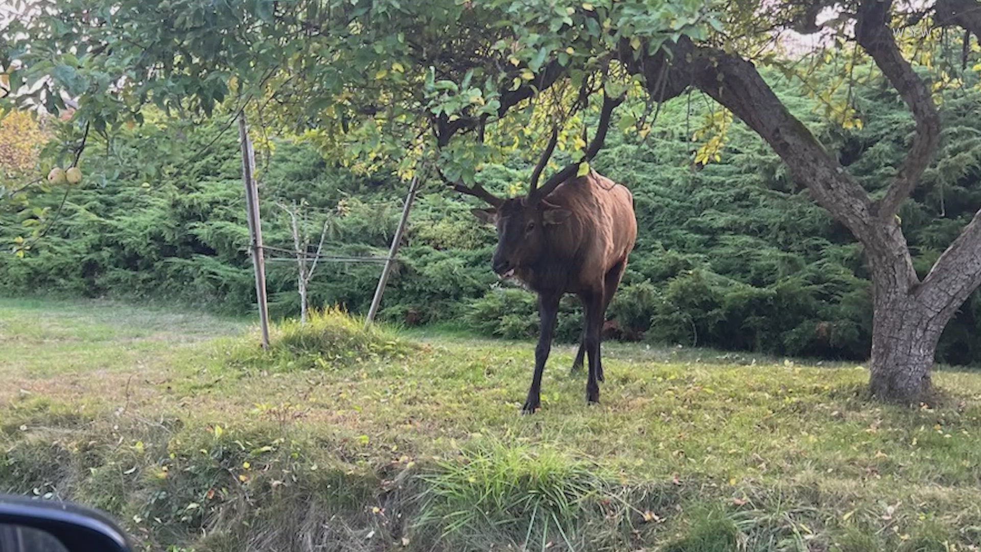 Whidbey Island residents are advised to avoid this grumpy elk, at least ...
