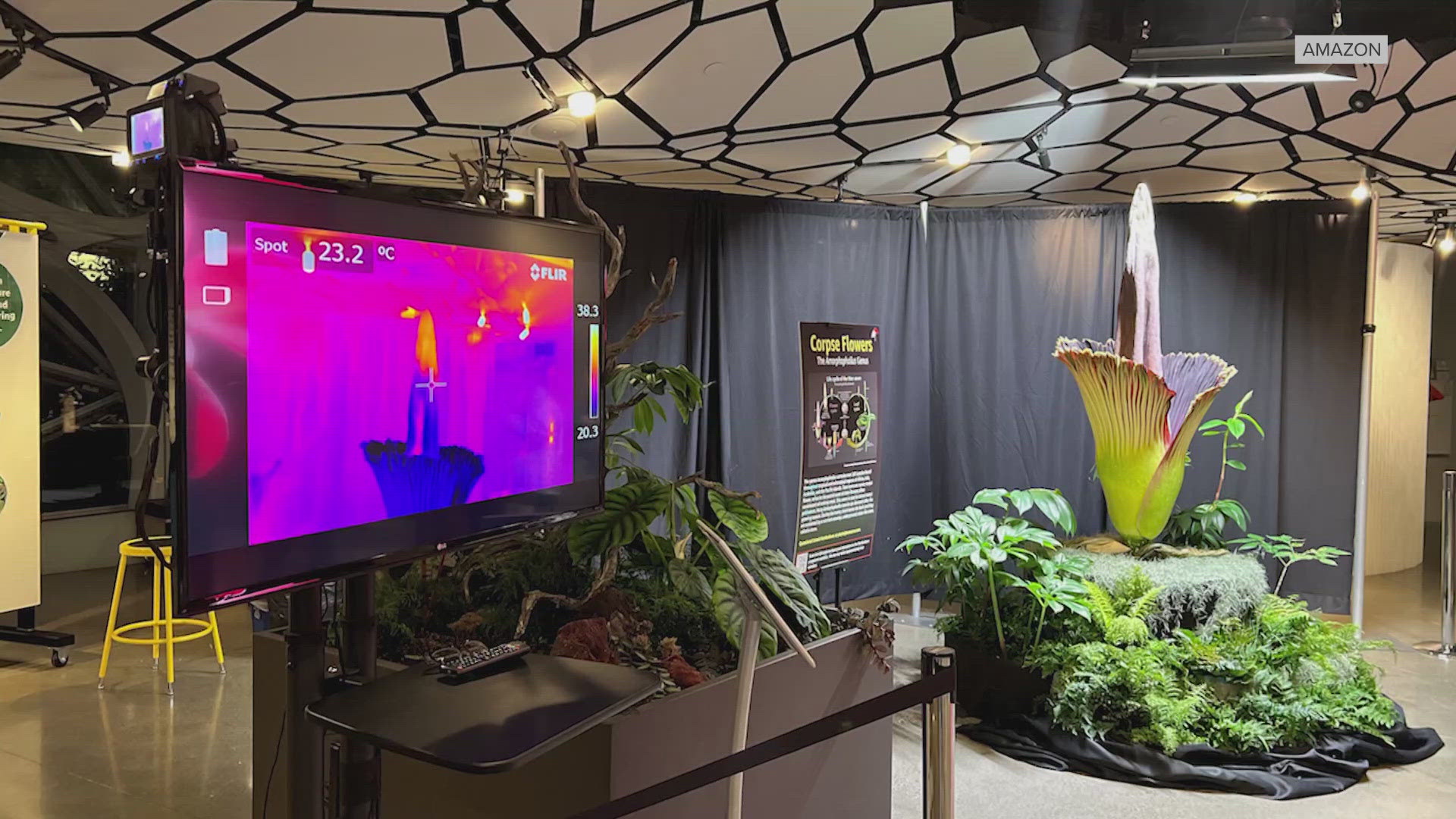 Corpse flower blooming at Amazon Spheres in Seattle | king5.com