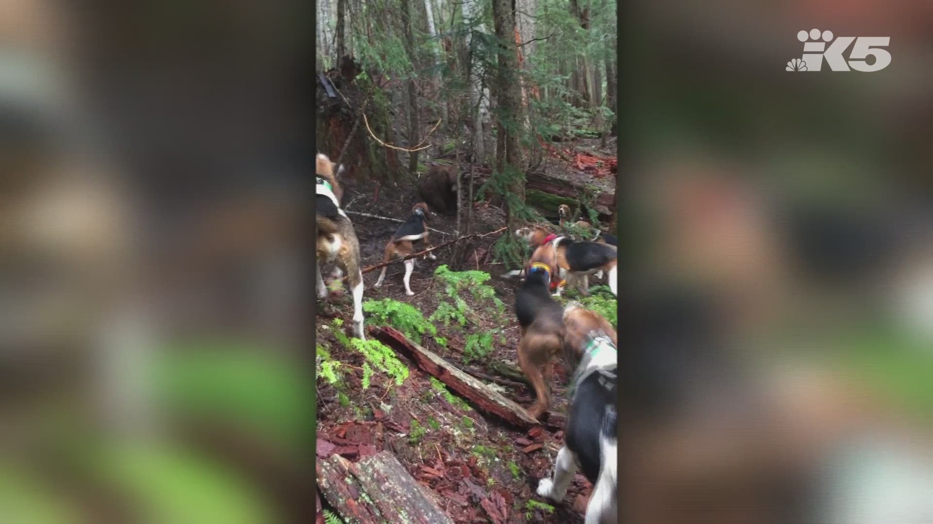 Videos of violent poaching seized by Washington wildlife officials ...