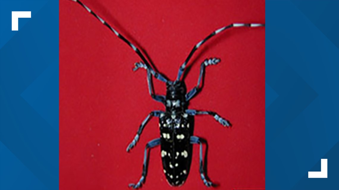 Bugging out? Washington residents asked to report invasive insects ...