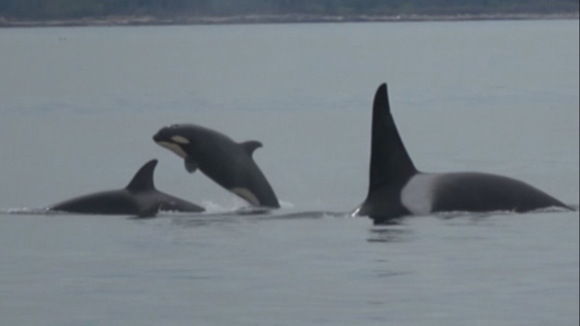 WATCH: Baby orca and pod splashing around Salish Sea | king5.com