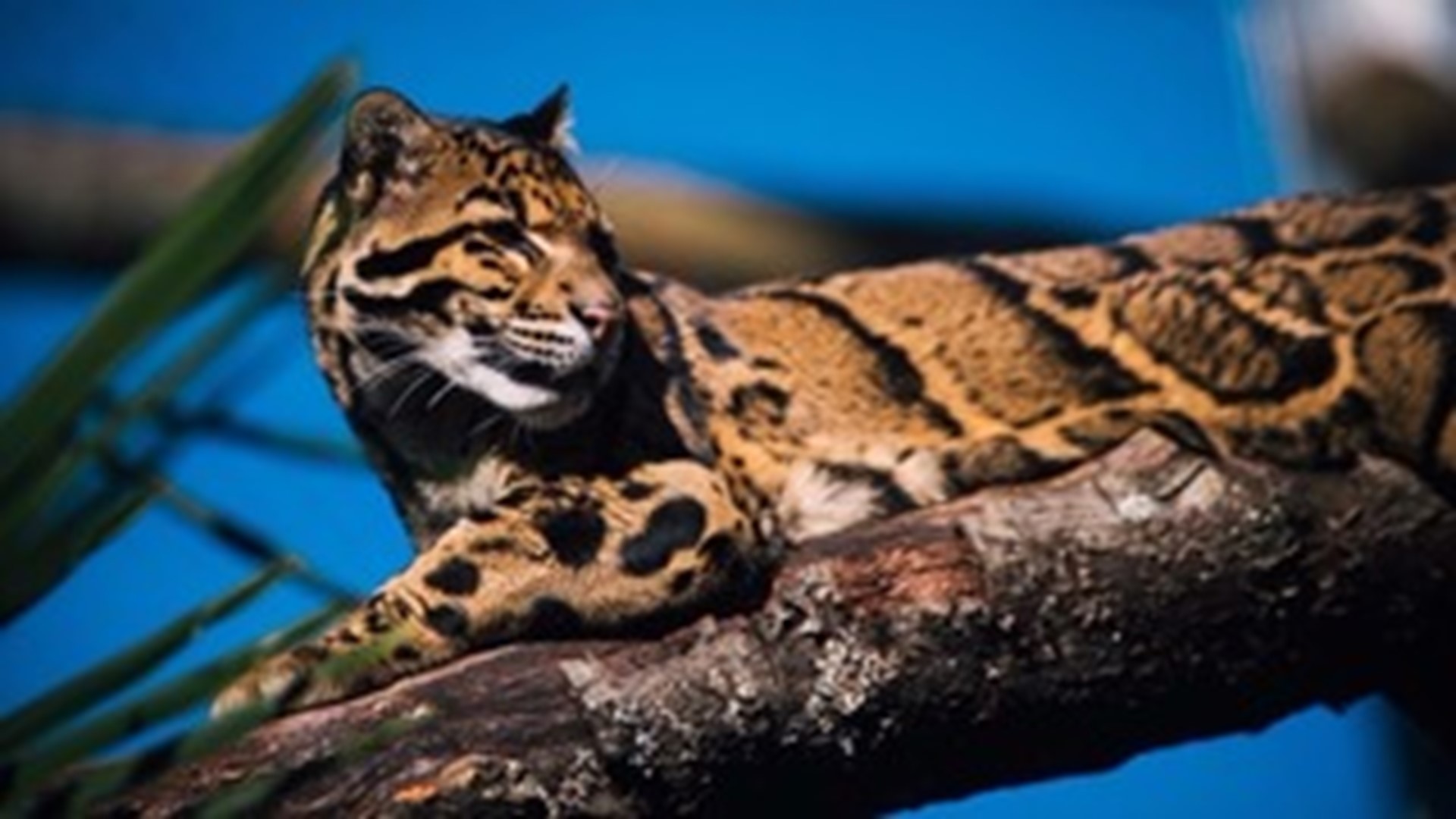 3 endangered clouded leopards born at Point Defiance Zoo | king5.com