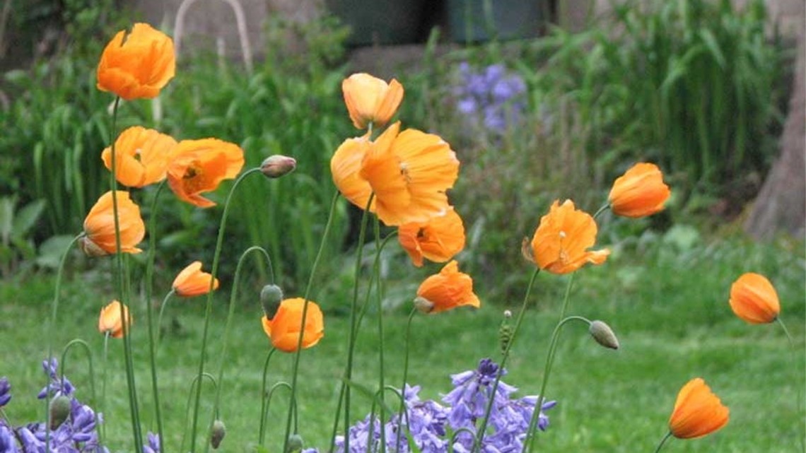 Spring gardening tips for the Pacific Northwest | king5.com