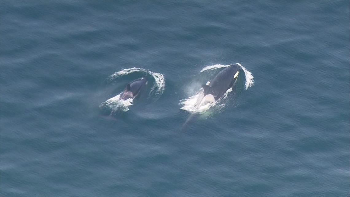 Southern Resident killer whales spotted playing in Puget Sound | king5.com