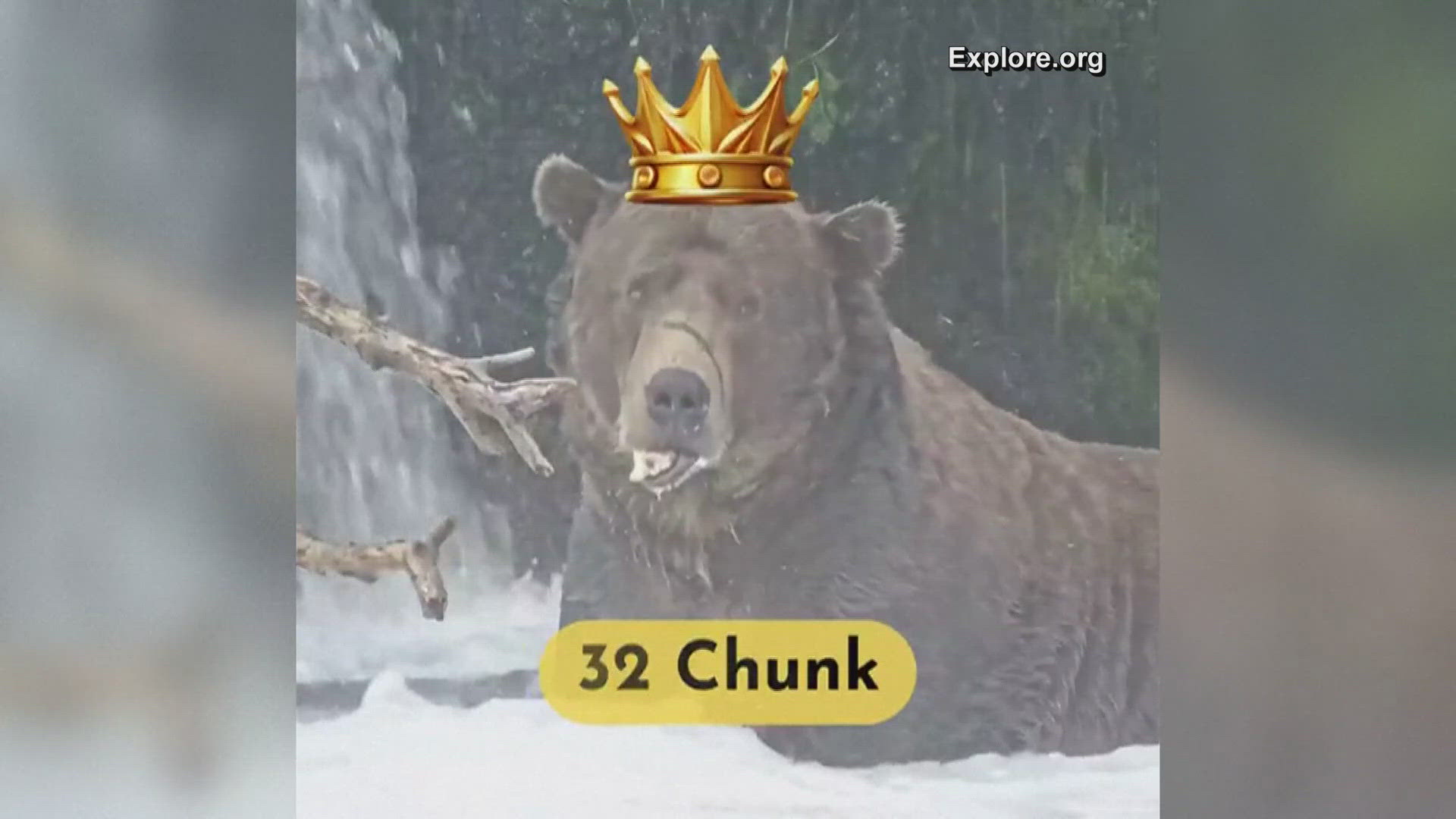 Fat Bear Week winner chosen | king5.com