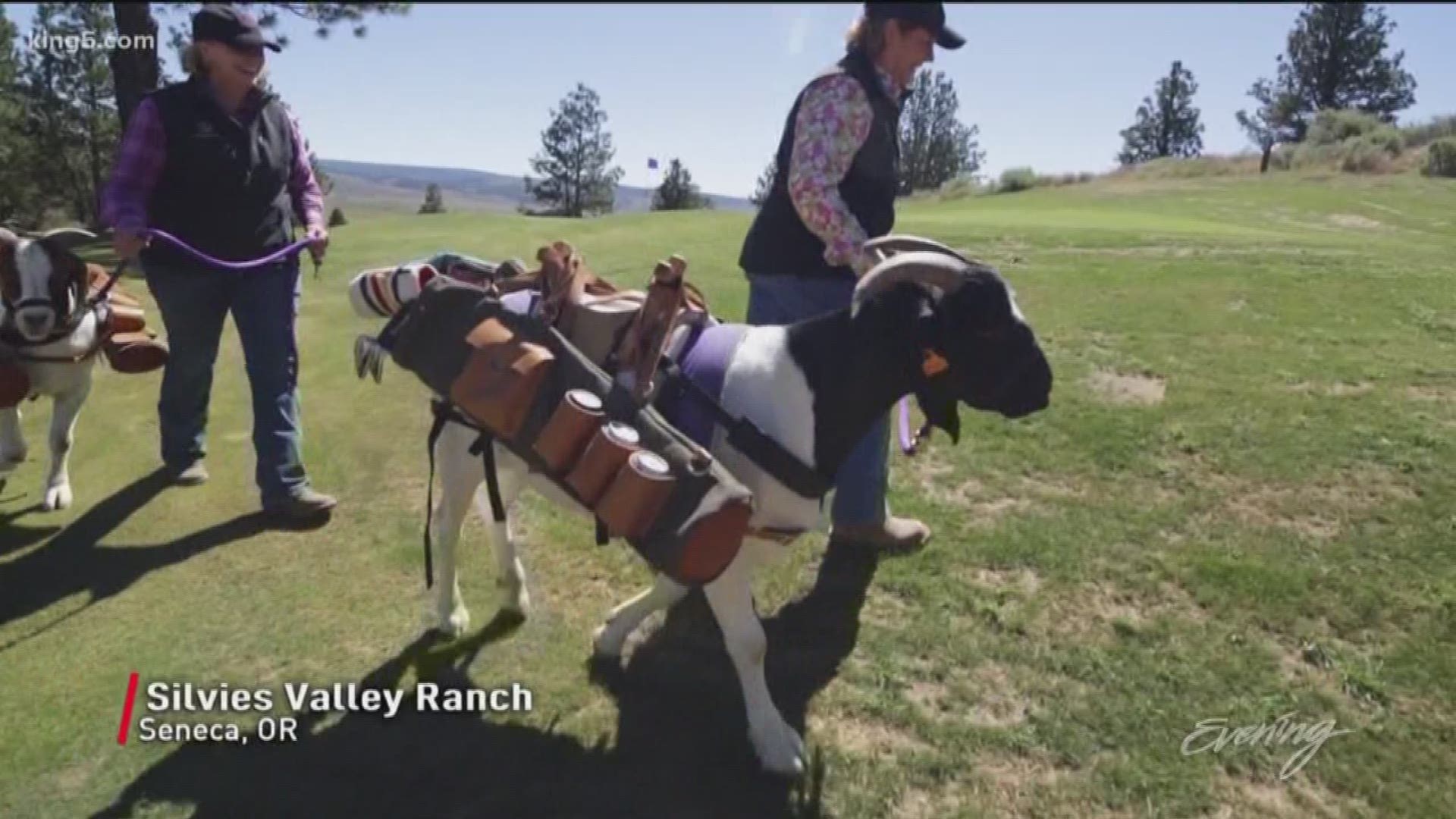 Goats as Golf Caddies - That's a Thing | king5.com