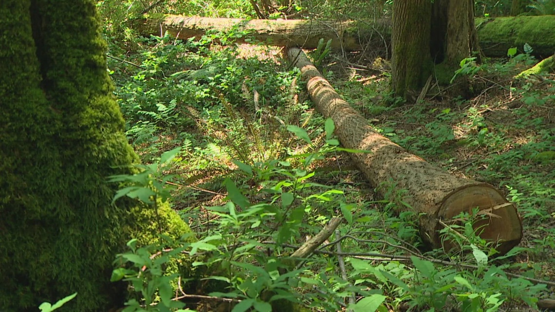 King County sues homeowners after 140 trees cut down | king5.com