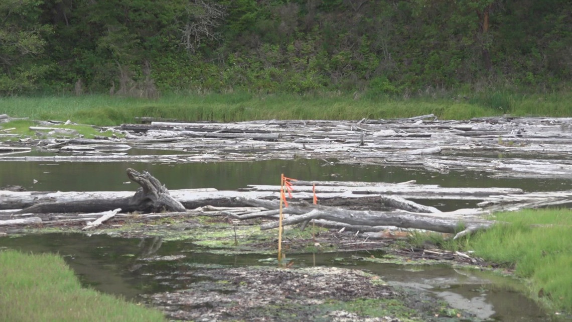 DNR set to move forward with salmon restoration work at Whiteman Cove ...