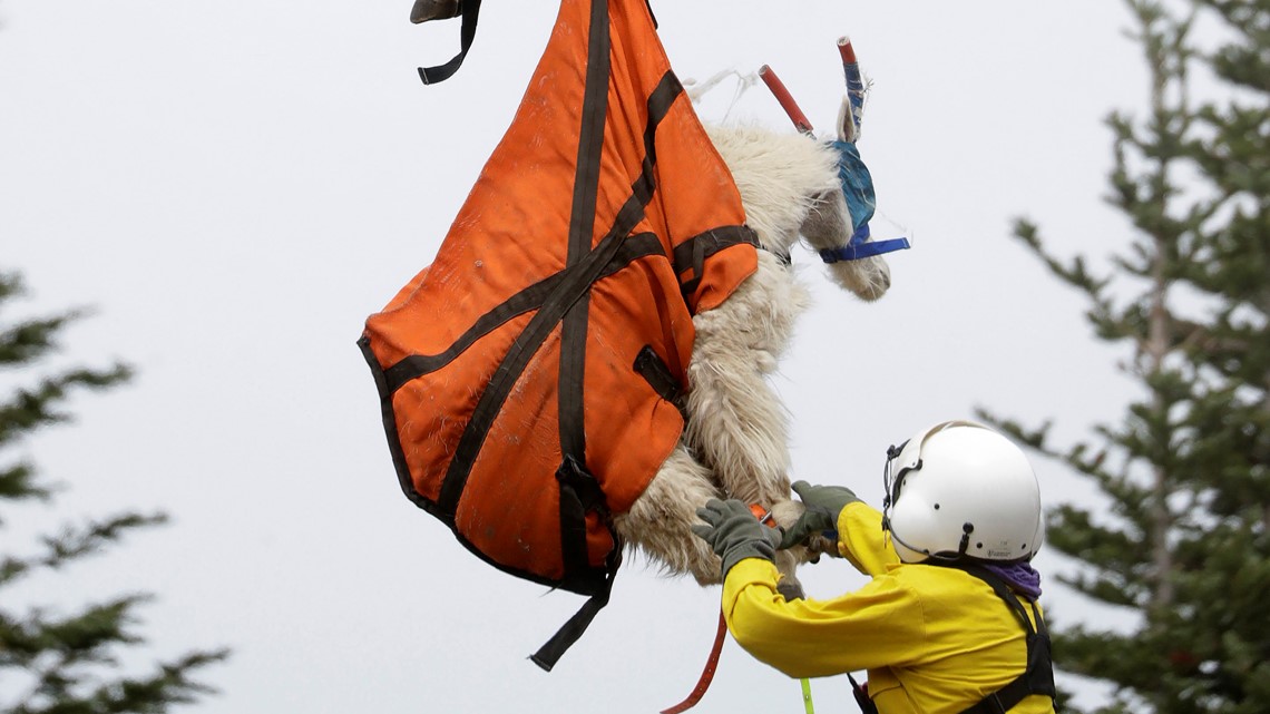 50 mountain goats flown out of Olympics in final relocation effort ...