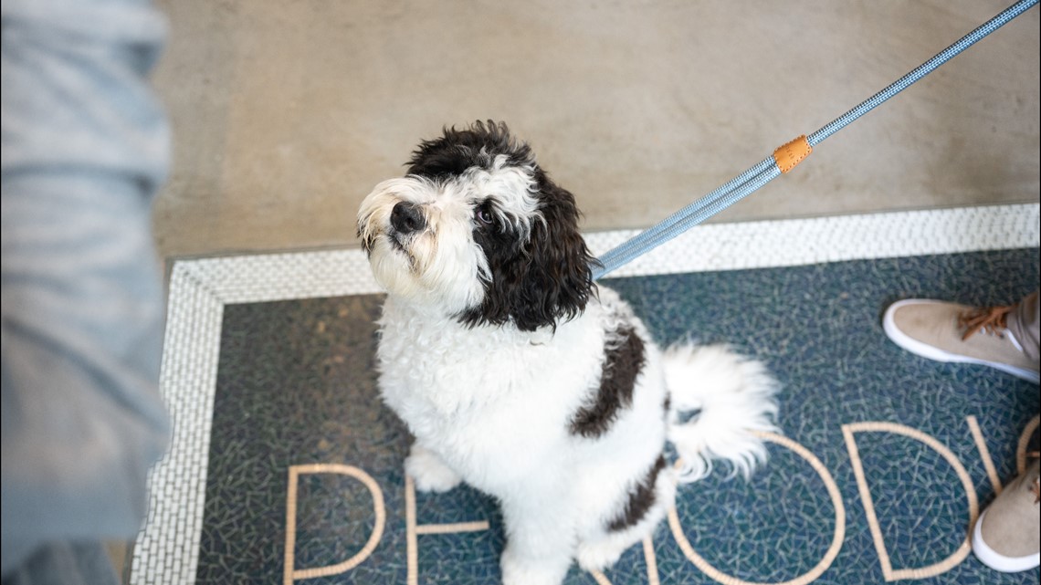 Pet pop-up shop in SLU | Local Lens Seattle | king5.com