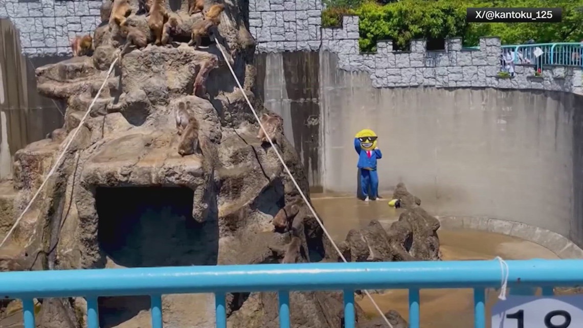 Two Americans arrested for jumping into Punch the monkey's enclosure ...