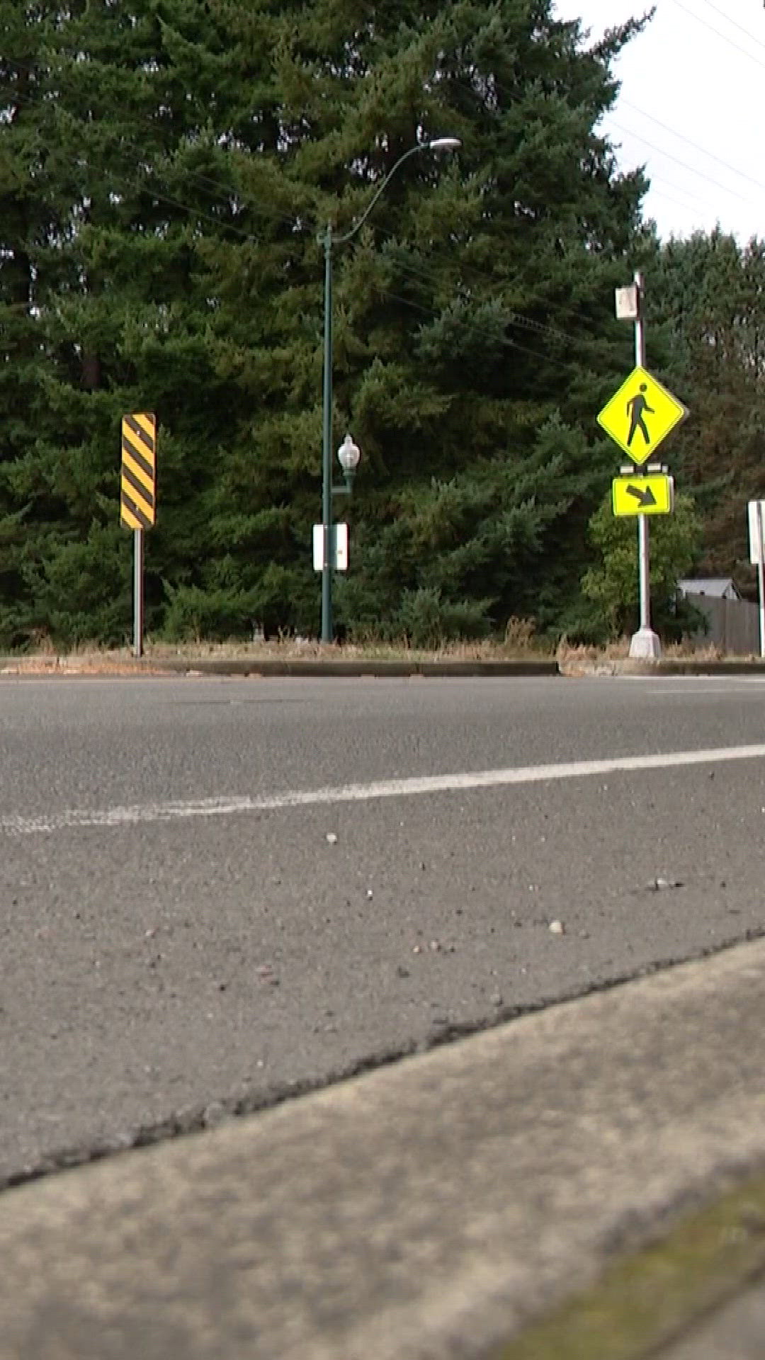 Suspect arrested in Olympia hit-and-run that killed dog | king5.com