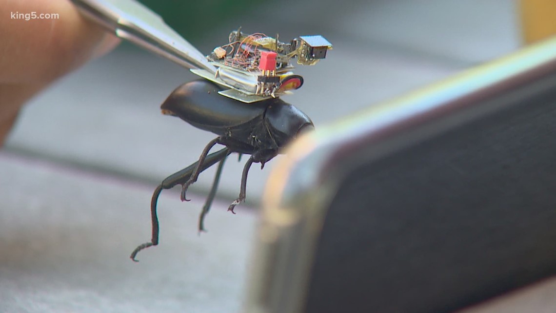 UW scientist develops tiny live-streaming camera that can attach to ...