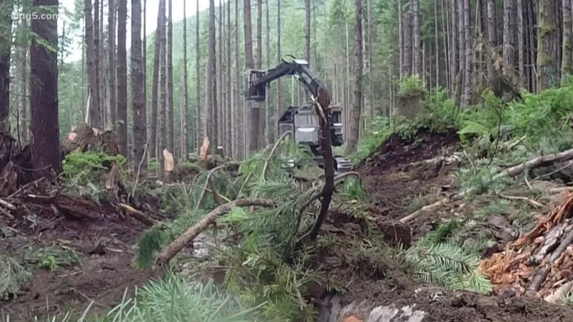 Loggers and environmentalists work together to save forests | king5.com