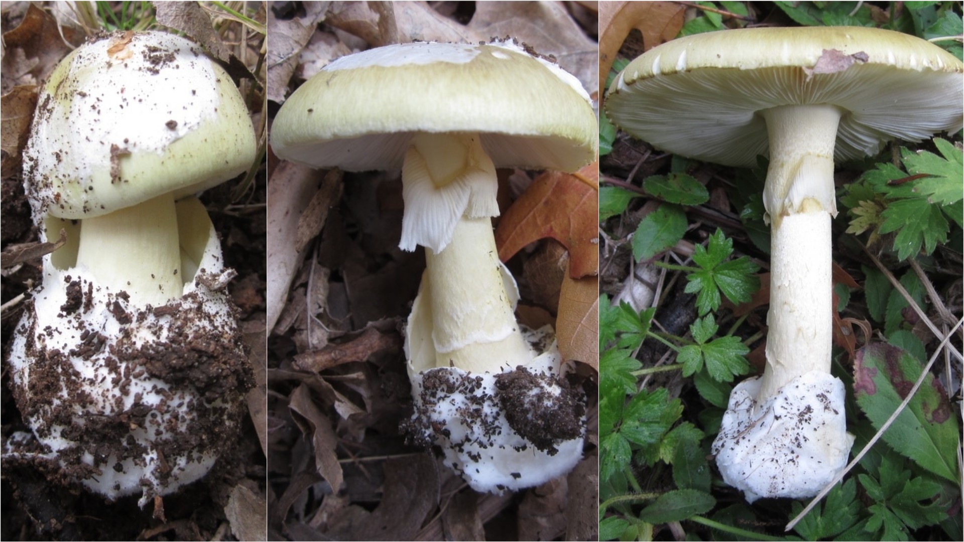 Toxic death cap mushrooms found at University of Washington | king5.com