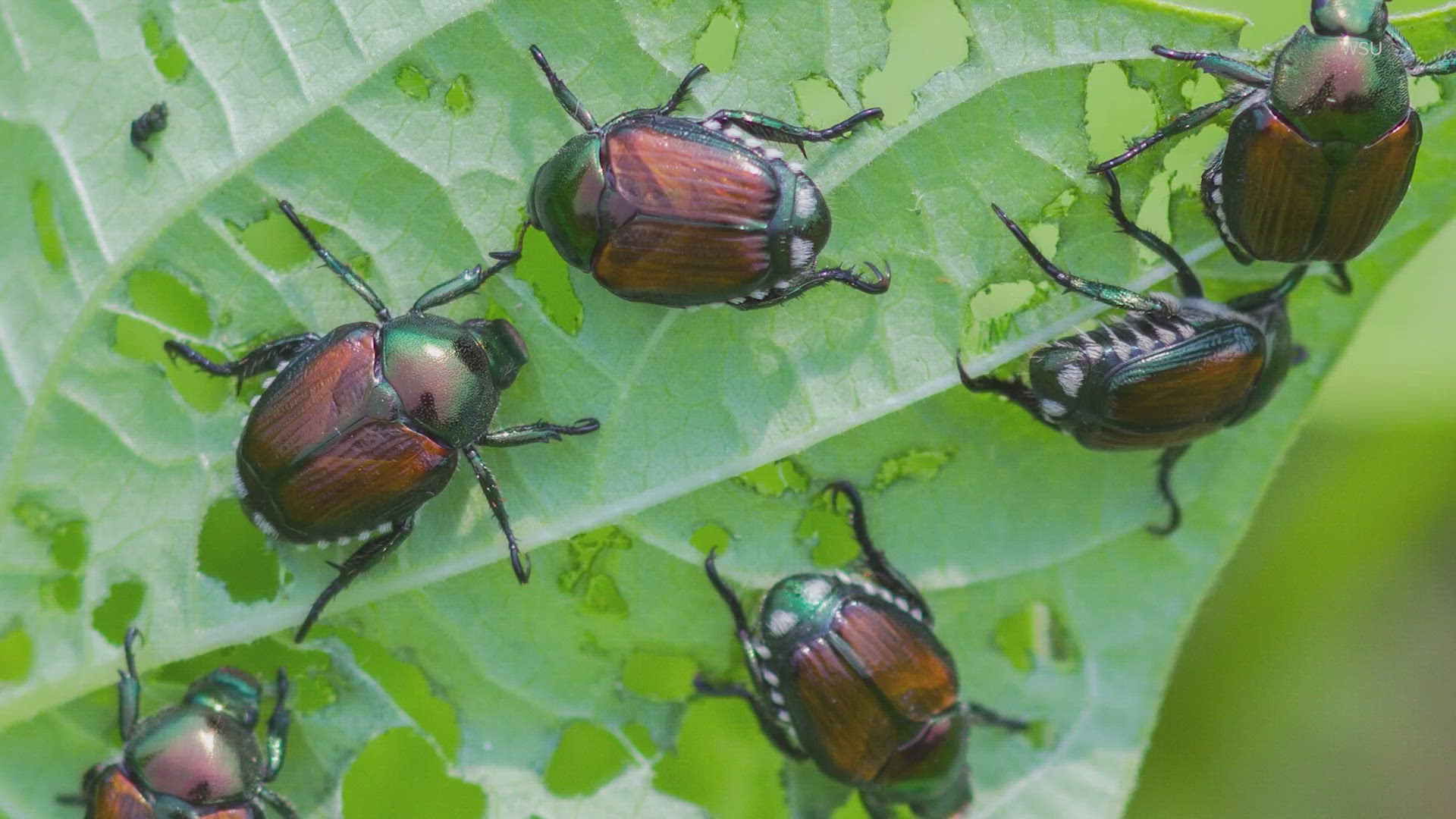 WSDA sees increase in Japanese beetle numbers | king5.com