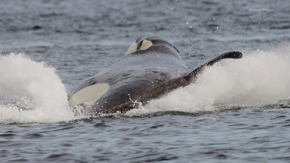 Despite recent births, 'a long way to go' to save Southern Resident ...