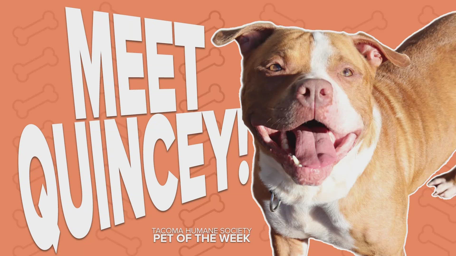 Pet of the Week: Quincey | king5.com