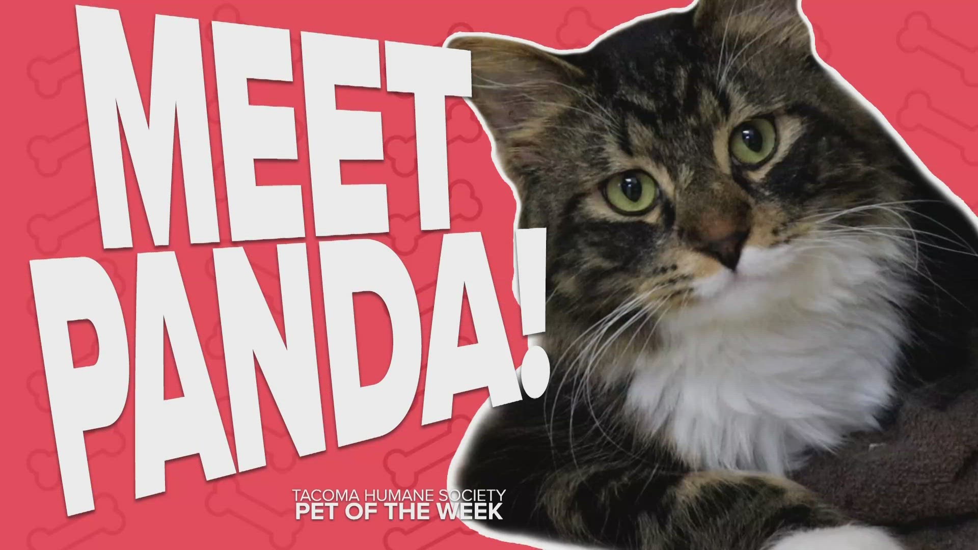 Pet Rescue of the Week: Panda | king5.com