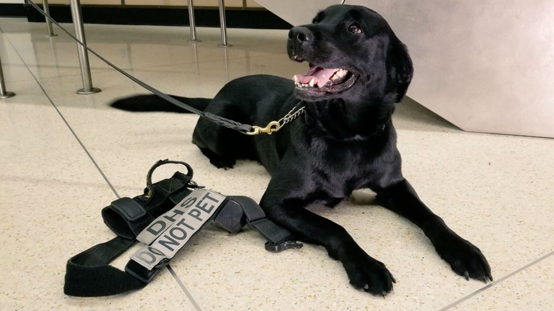 A great partner: Bela the TSA explosives dog retires after years at Sea ...