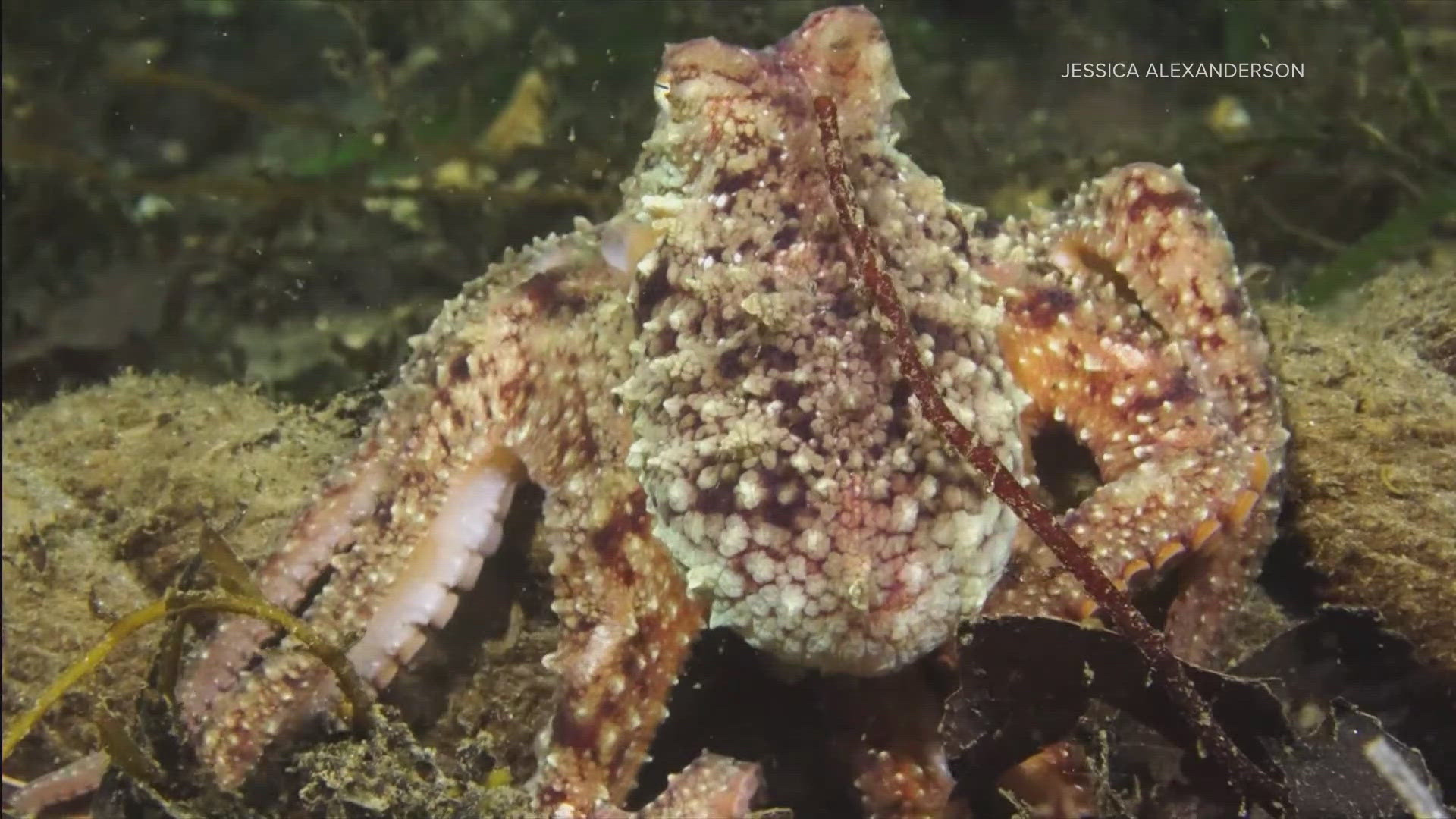 Pacific Giant Octopus, Olive, seen near Redondo Beach in Des Moines ...