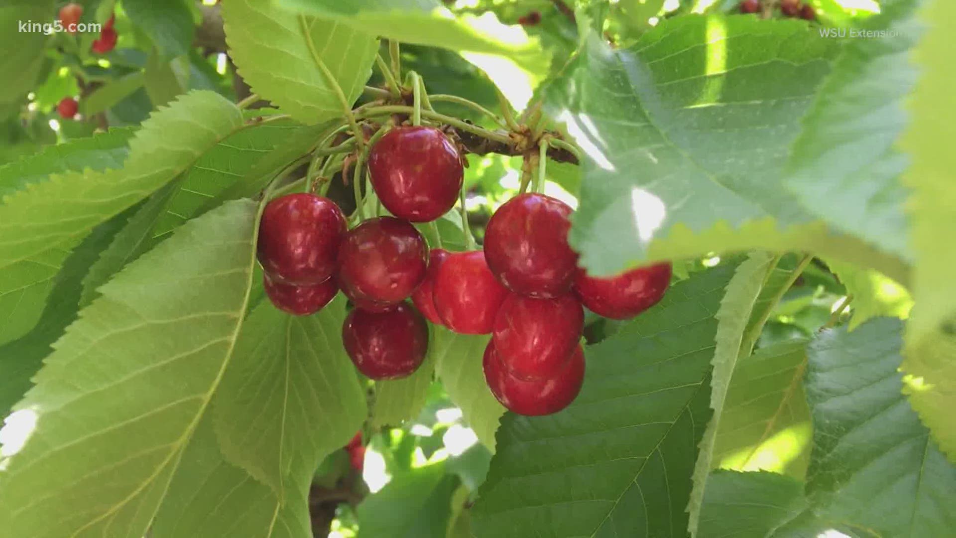 'A big concern:' Cherry disease impacting iconic Washington crop ...