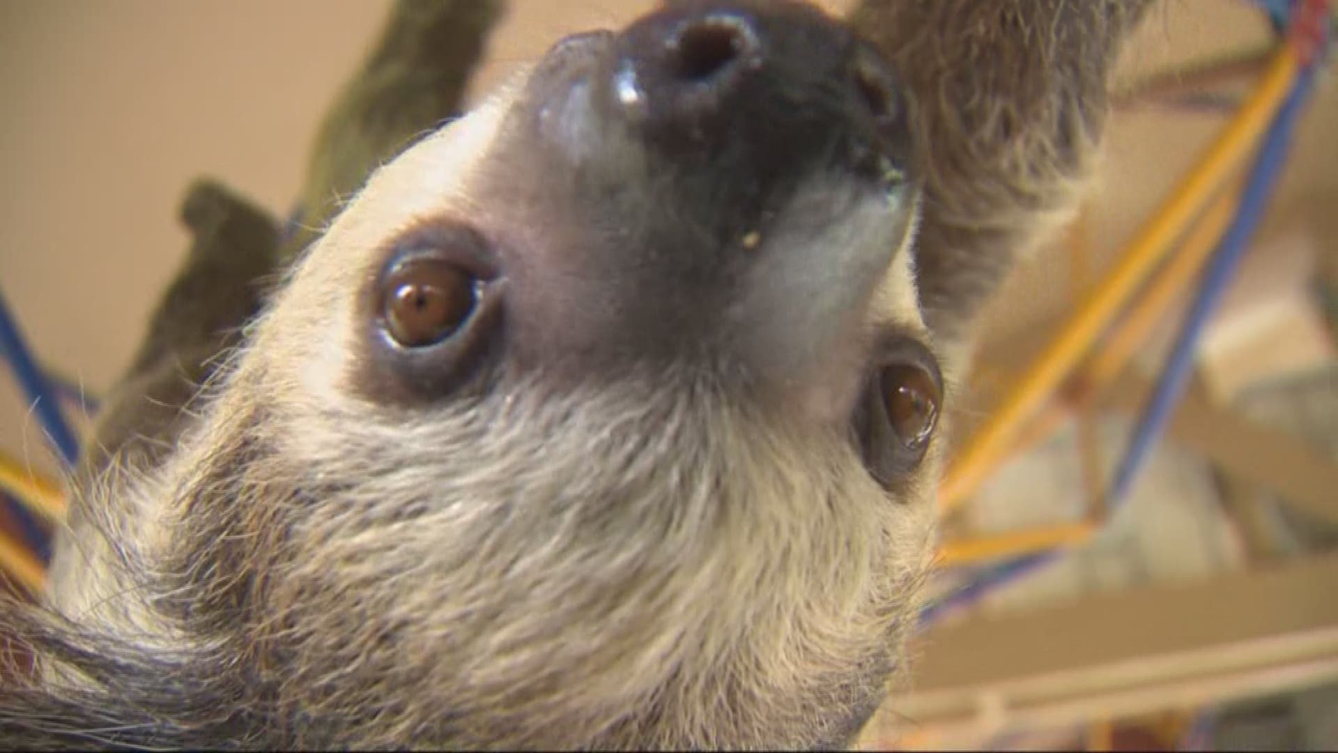 Sloths, lizards, anteater in limbo after sanctuary seizures | king5.com