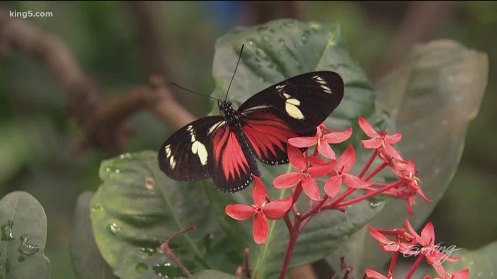 Escape to the tropics inside Pacific Science Center's Butterfly House ...