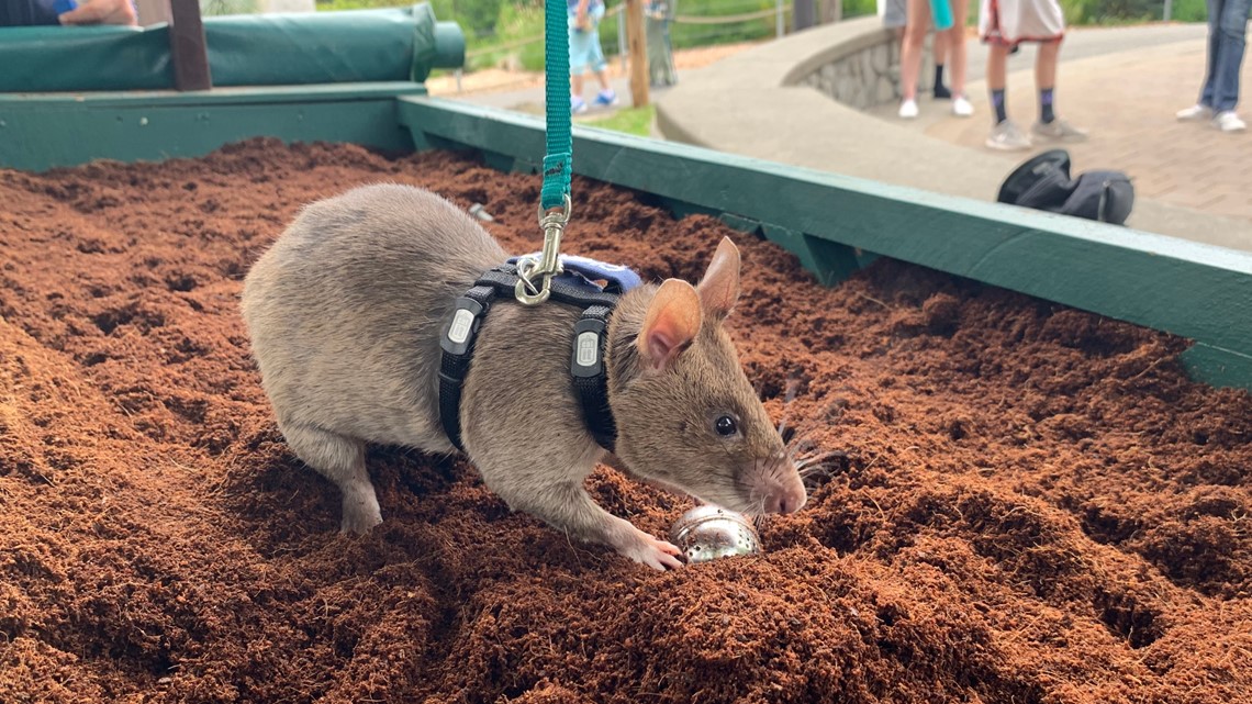 Landmine-detecting rats find new home at Point Defiance Zoo | king5.com