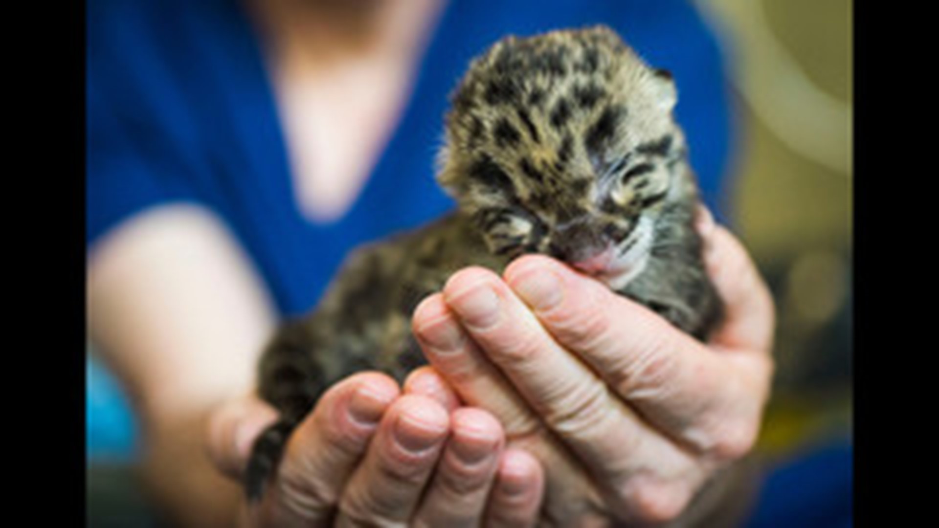 3 endangered clouded leopards born at Point Defiance Zoo | king5.com