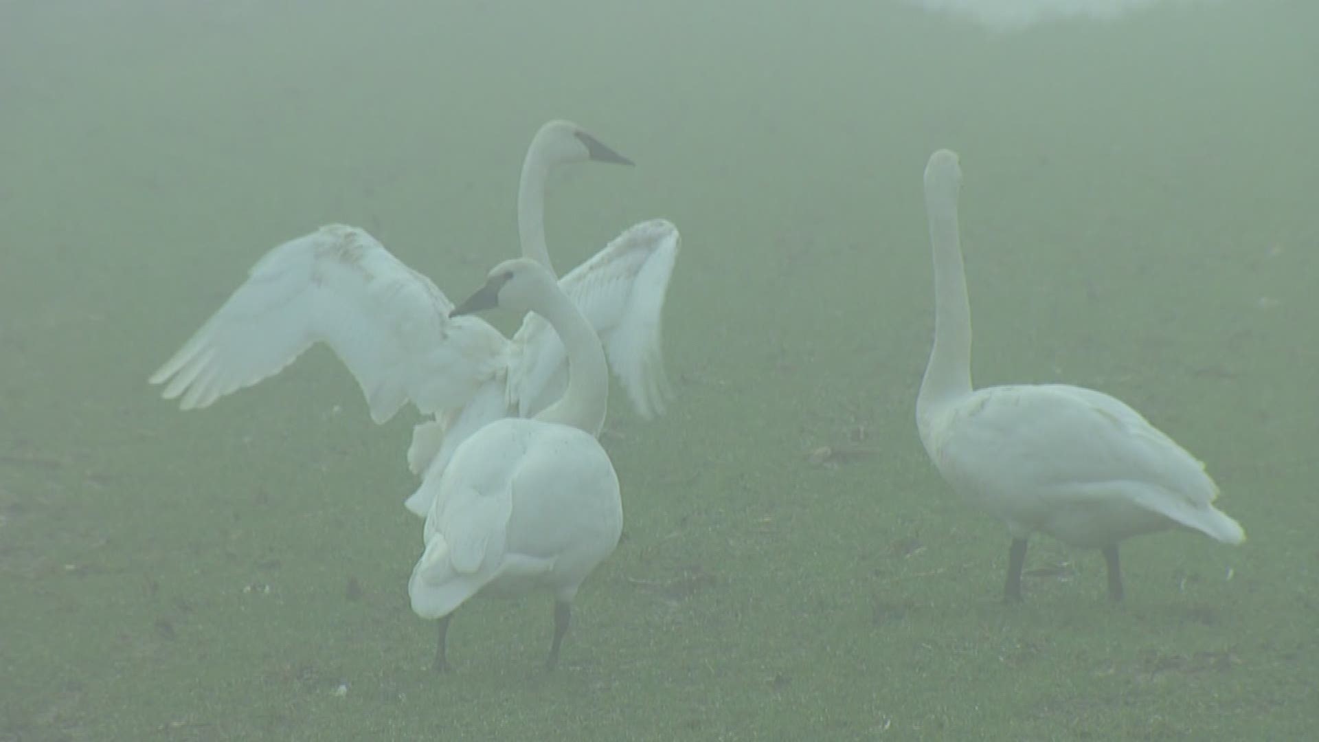 Wildlife experts set up hotline to report sick or injured swans in ...