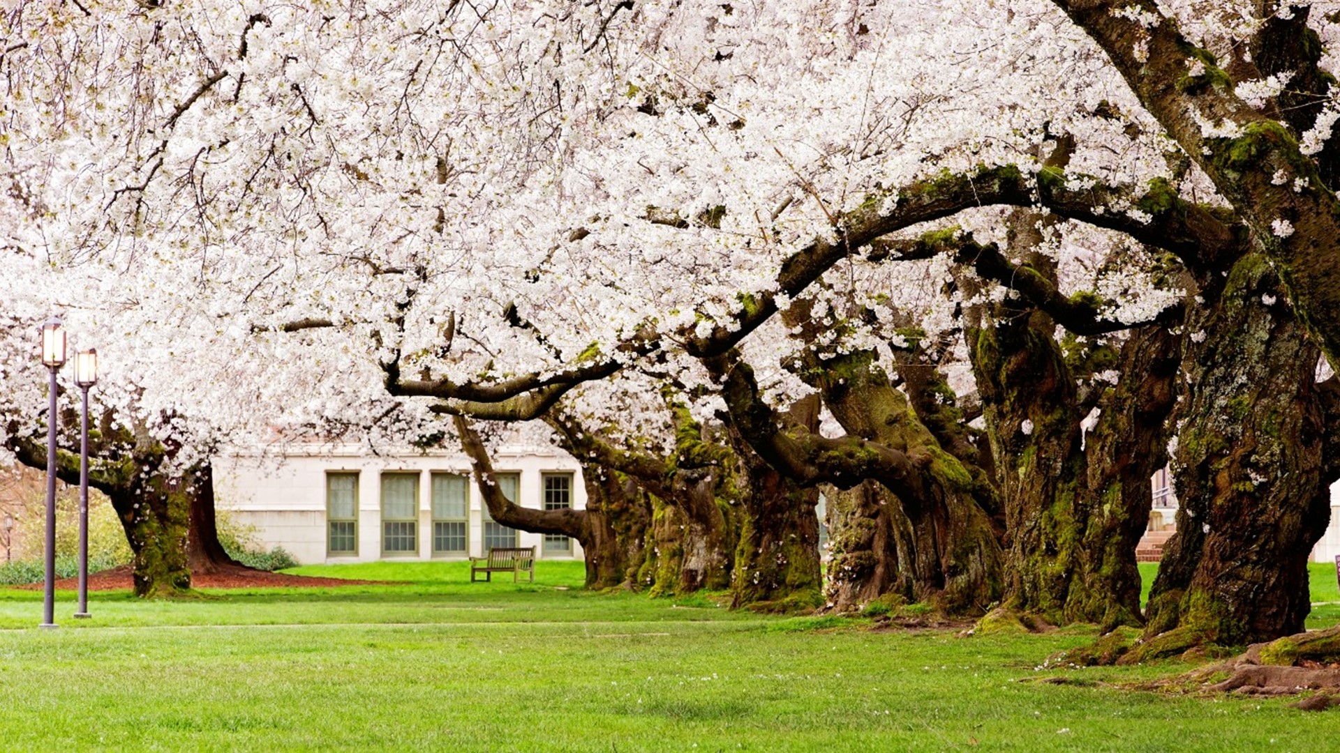 UW cherry trees in bloom | king5.com