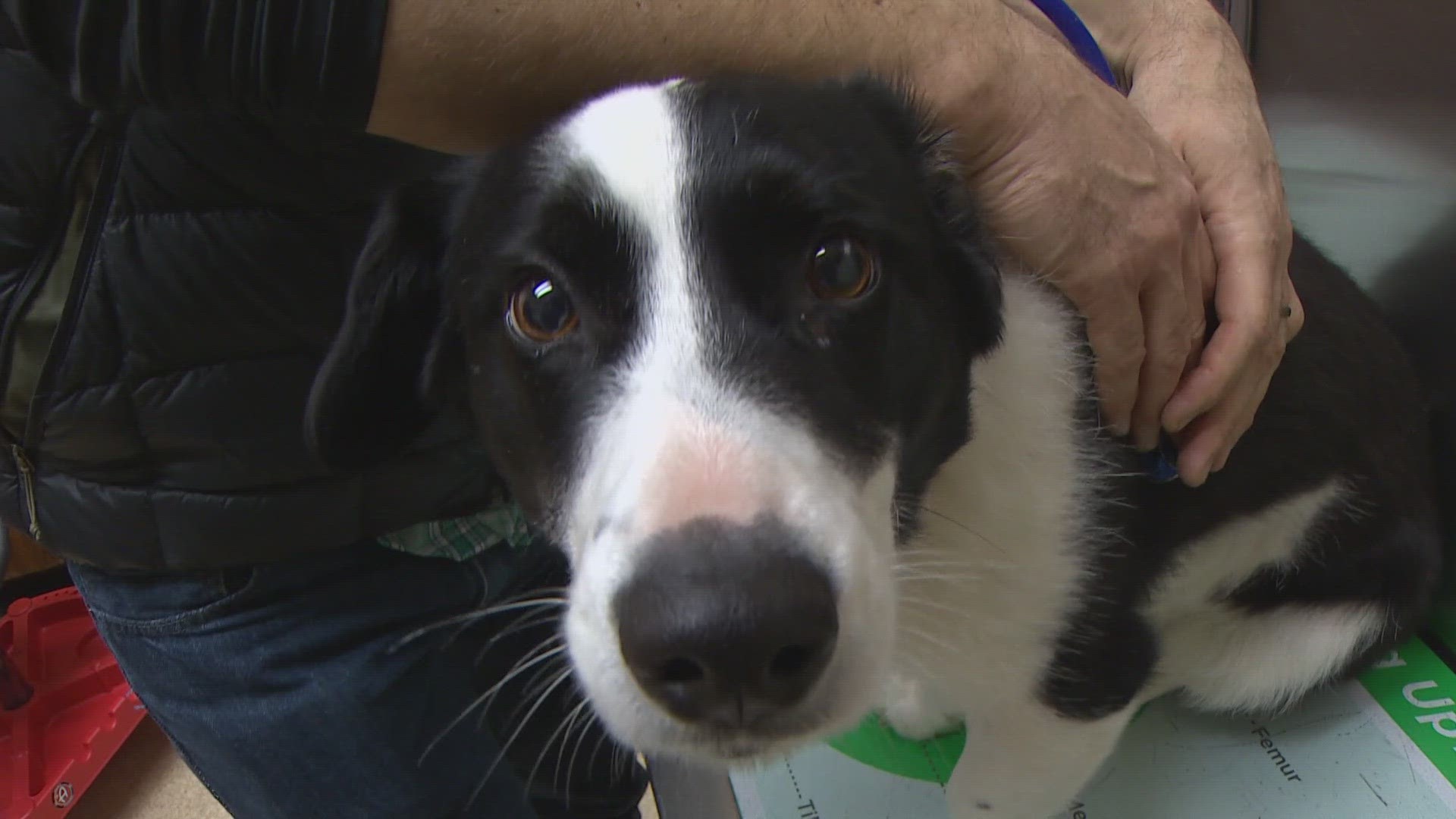 Washington veterinarians push for more state funding to address ...