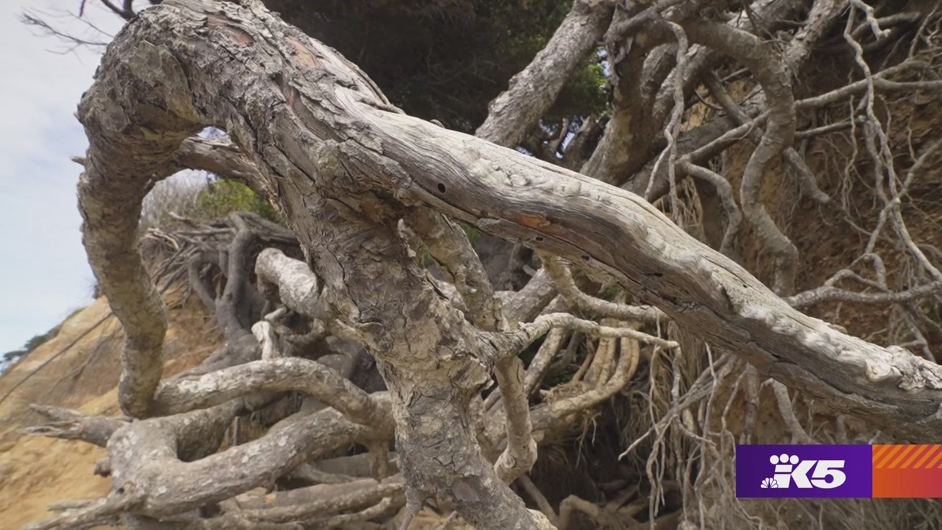 Onlookers marvel at Kalaloch's 'Tree of Life' defying erosion | king5.com