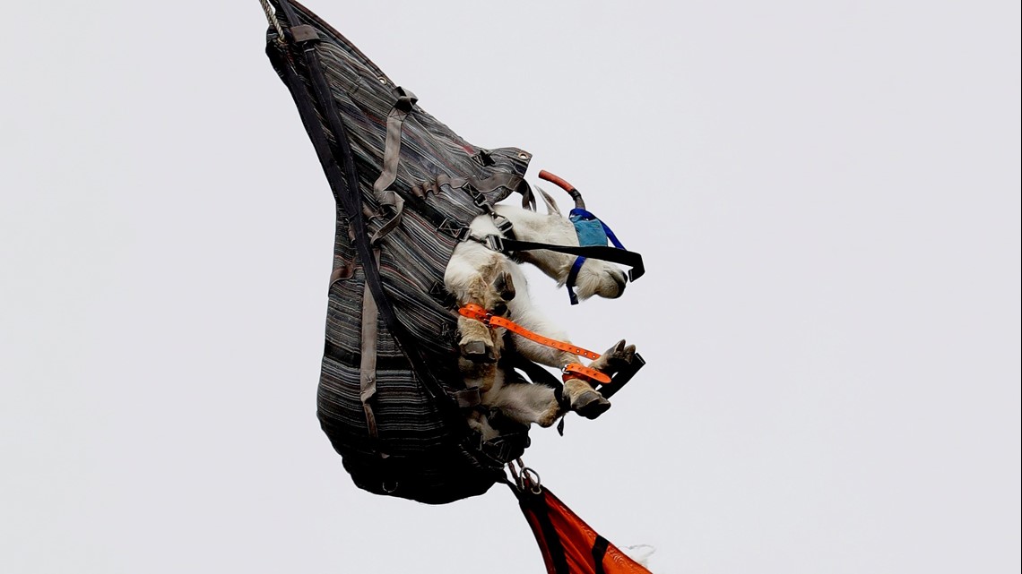 Mountain goats to be flown out of Olympics in final relocation effort ...