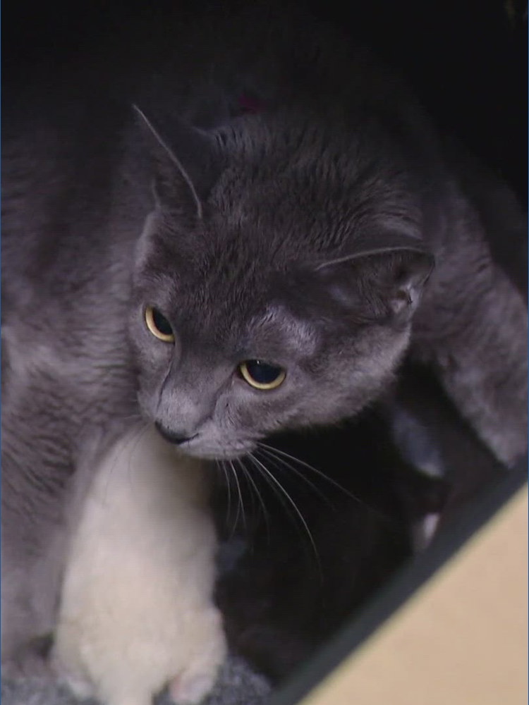 I 5 Sb Mostly Blocked After Three Semi Trucks Involved In Rollover