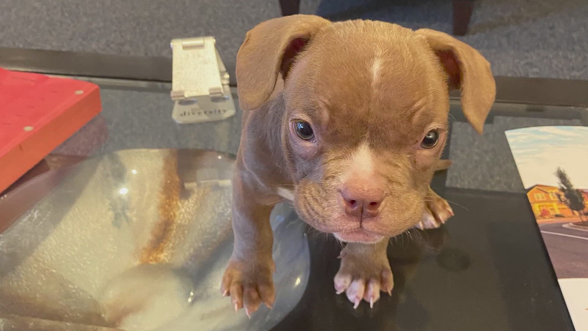 Stolen micro bully 'Buddy' found, being reunited with family | king5.com