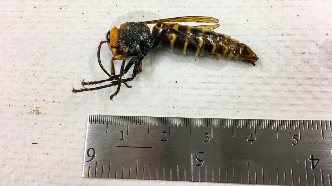 7th Asian giant hornet caught in Whatcom County as researchers search ...