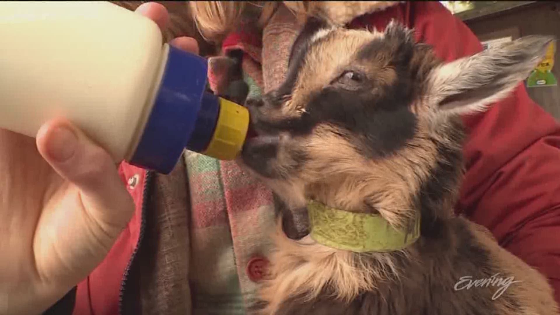 Ring in the Spring, It's baby goat season! | king5.com