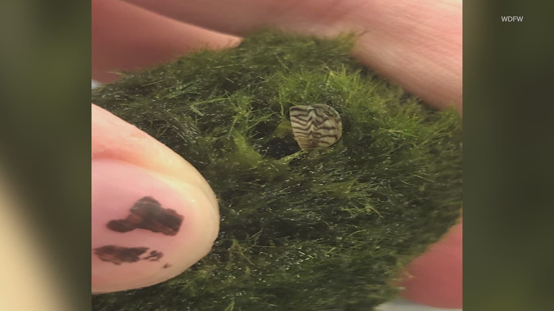 Washington opens new mussel-inspection site in fight to keep invasive ...