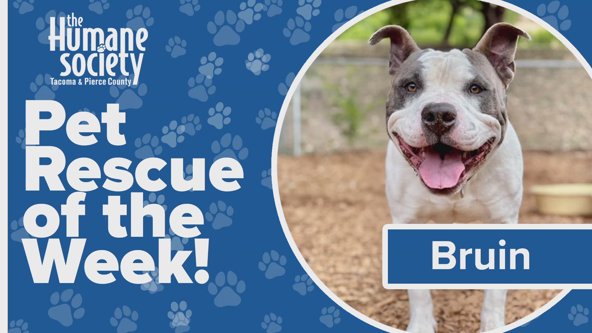 Pet Rescue of the Week: Bruin | king5.com