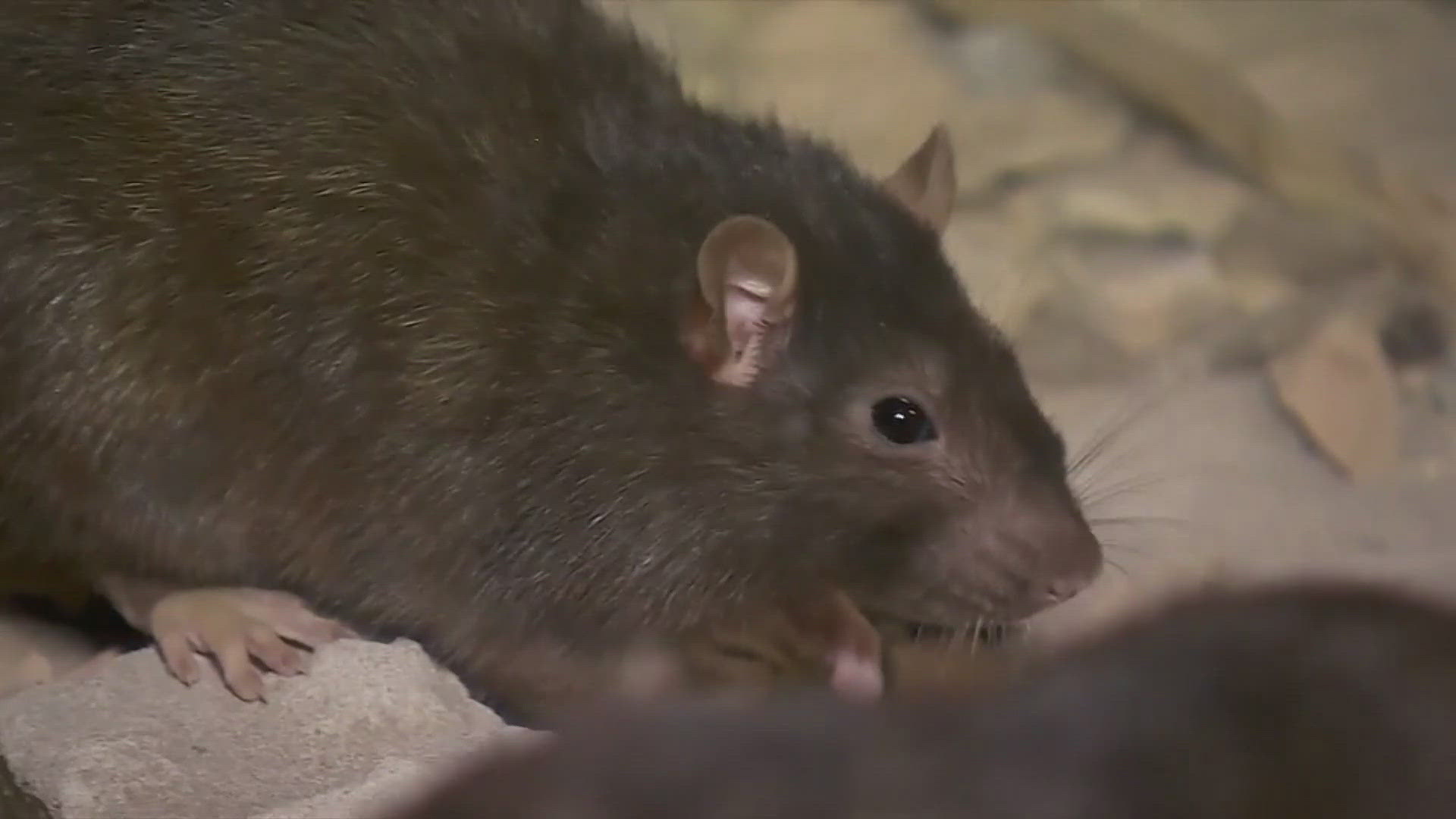 Officials warning flood area residents of "toilet rats" | king5.com