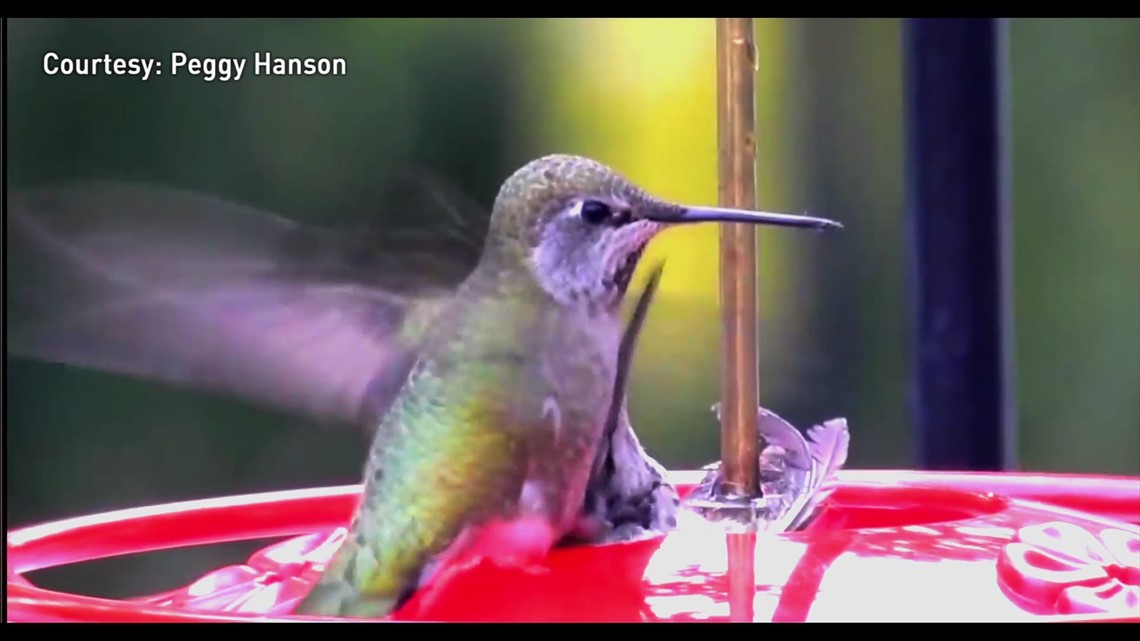Hummingbird attempts to rescue companion stuck in Sequim feeder | king5.com