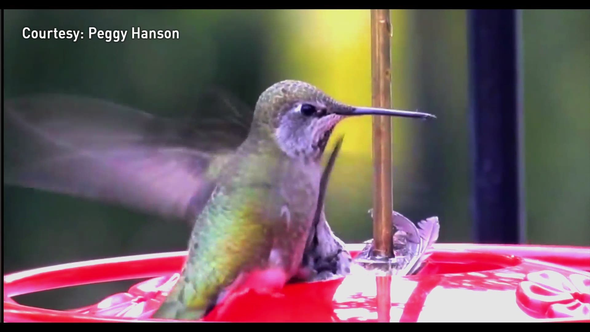 Hummingbird Rescue in Sequim, Wash. | king5.com