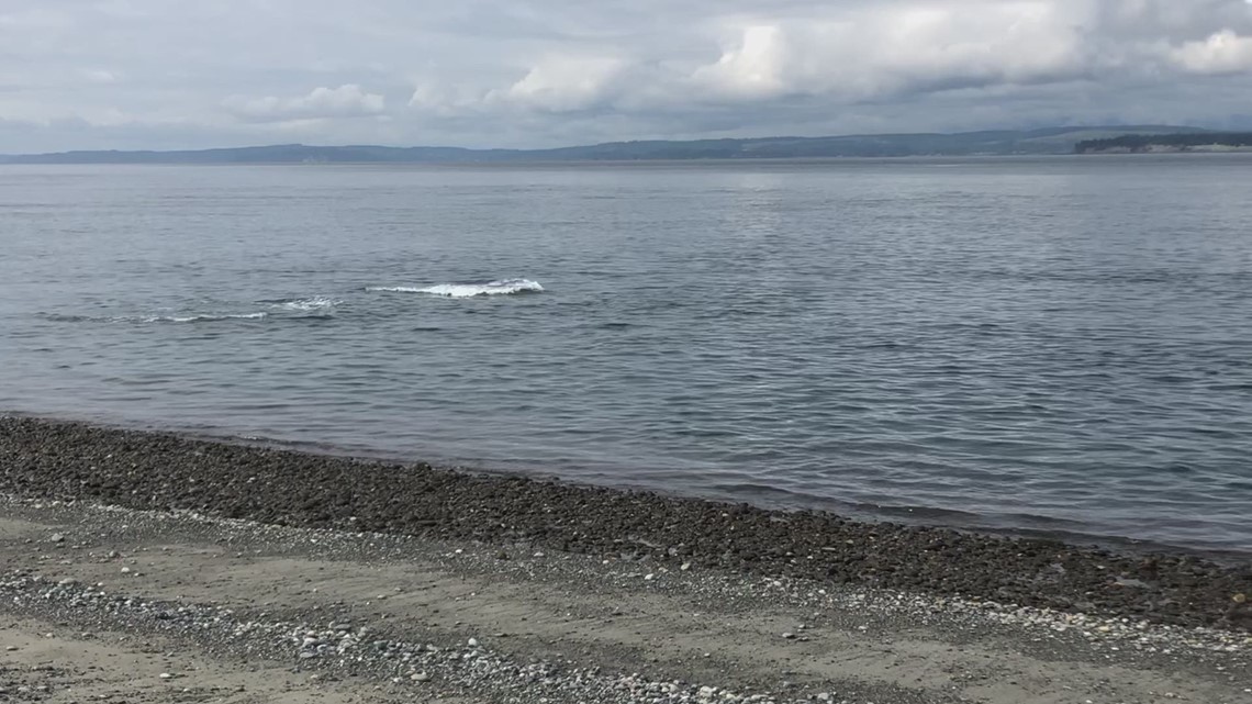 Orcas near Lagoon Point Whidbey Island | king5.com
