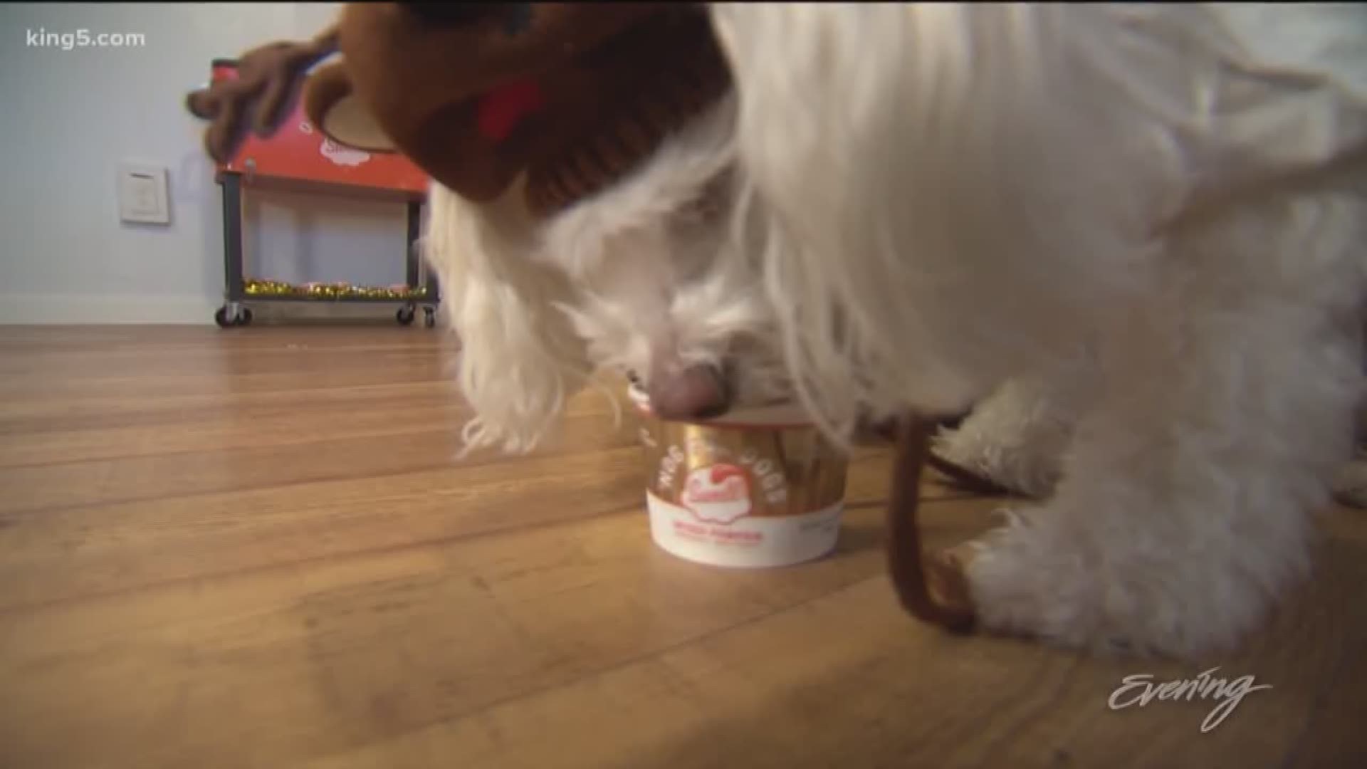 'Nog for Dogs is seasonal dessert for man's best friend | king5.com