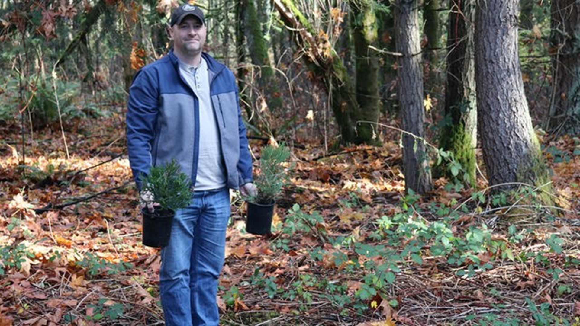 Bellevue plants hundreds of Sequoia saplings to boost tree canopy ...