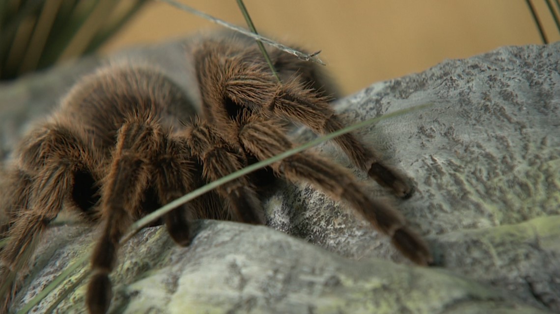 Myths and facts of some of our favorite spooky creatures | king5.com