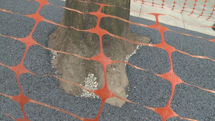 Porous pavement saves Seattle trees | king5.com